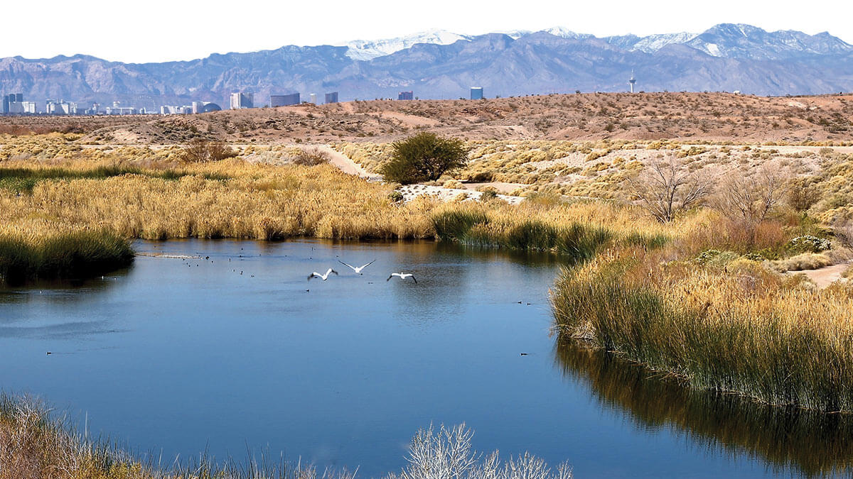 Wetlands Playground