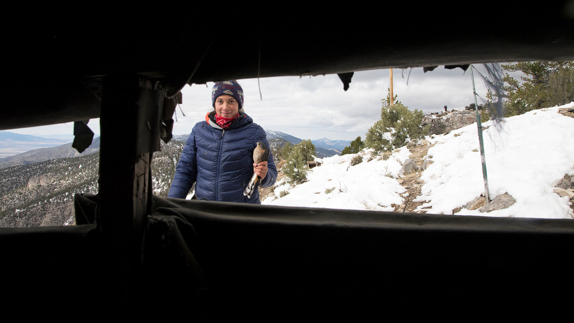 HawkWatch International | Goshute Raptor & Apex Predators