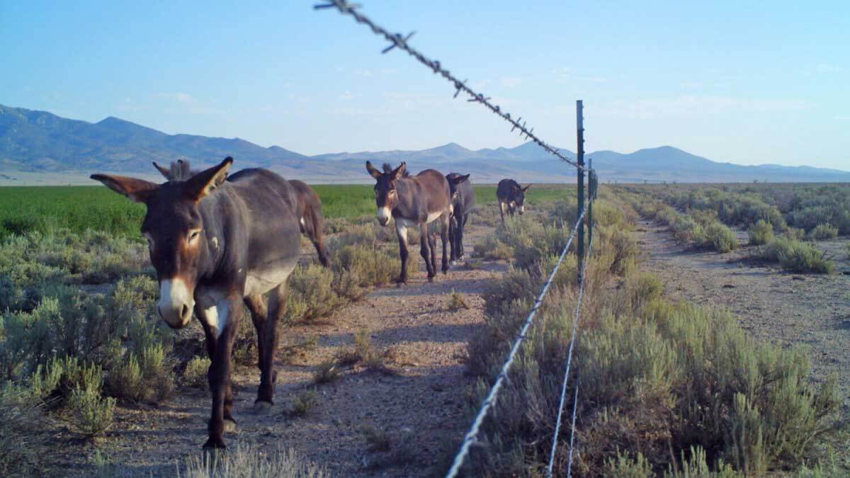 Live By The Dirt Road Code on Nevada Roads | Travel Nevada