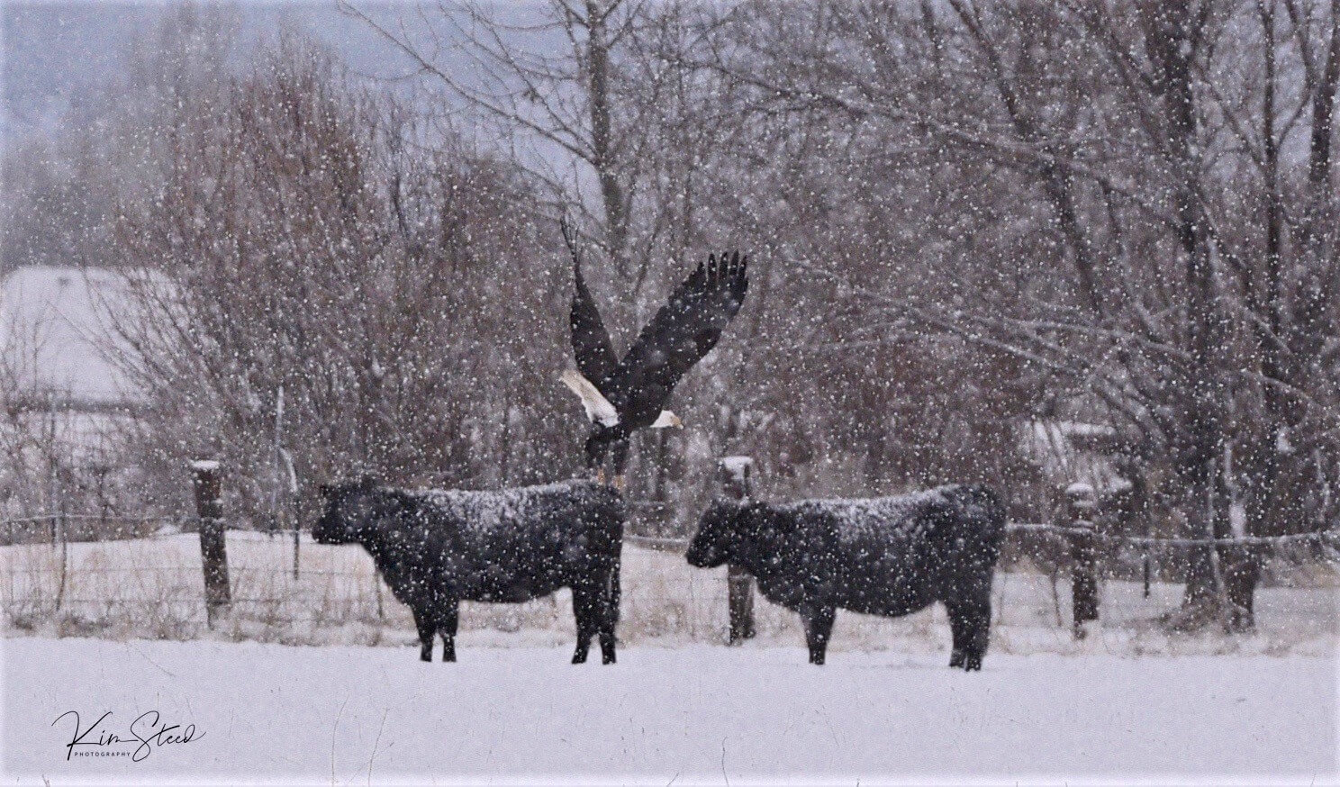 Winter in Nevada: Where to Warm Your Spirits | Winter Destinations