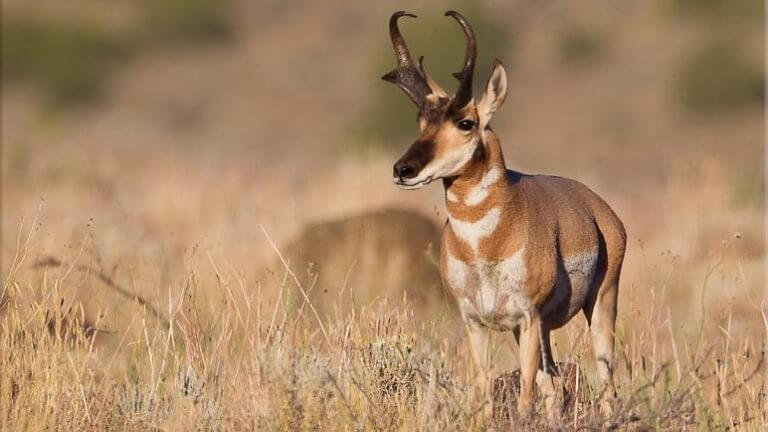 Nevada Wildlife Photography | Nevada Wildlife