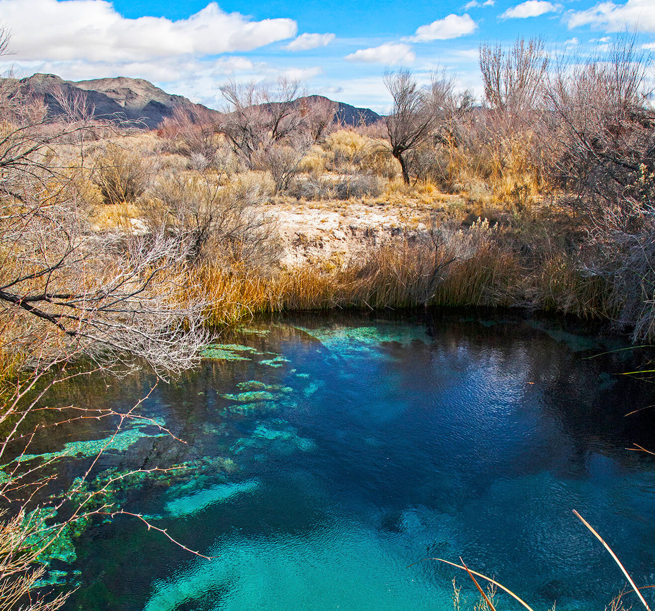 Wildlife in Nevada | Nevada Animals | Wildlife Refuges