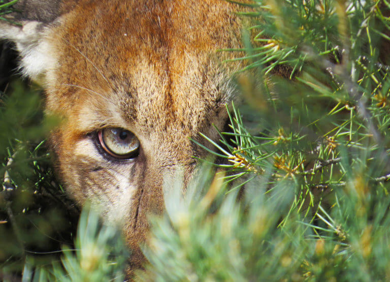 Nevada Wildlife | Wildlife Refuges in Nevada | Nevada Wildlife Photography