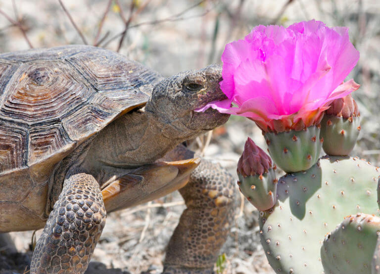 Wildlife in Nevada | Nevada Animals | Wildlife Refuges