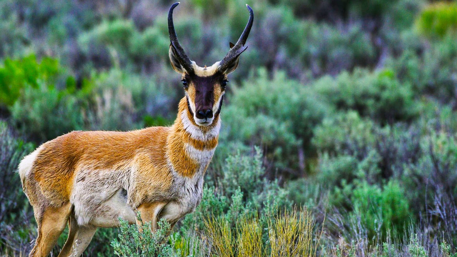 How to Safely Enjoy Nevada's Outdoors | Recreate Responsibly