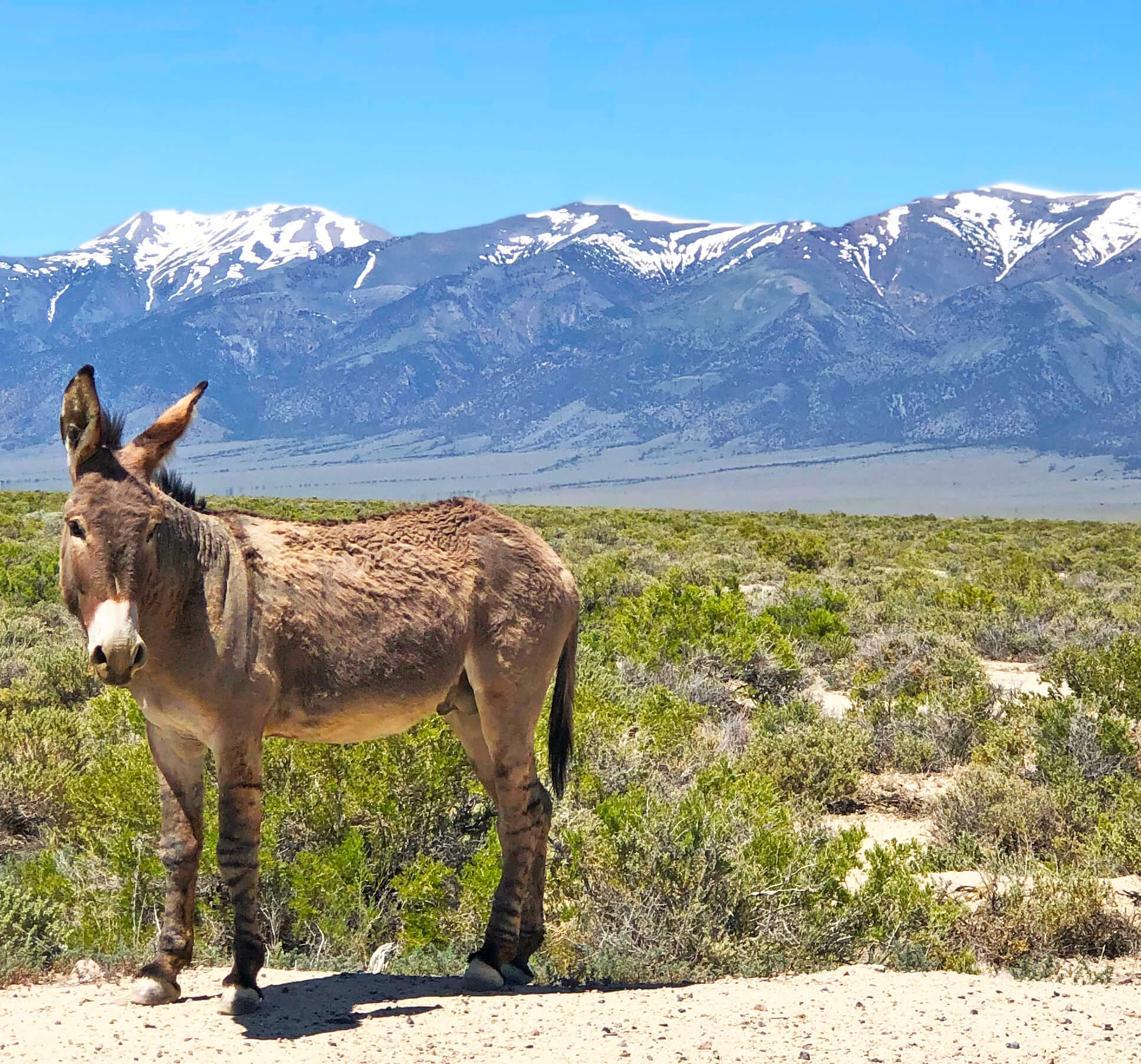 How to Safely Enjoy Nevada's Outdoors | Recreate Responsibly
