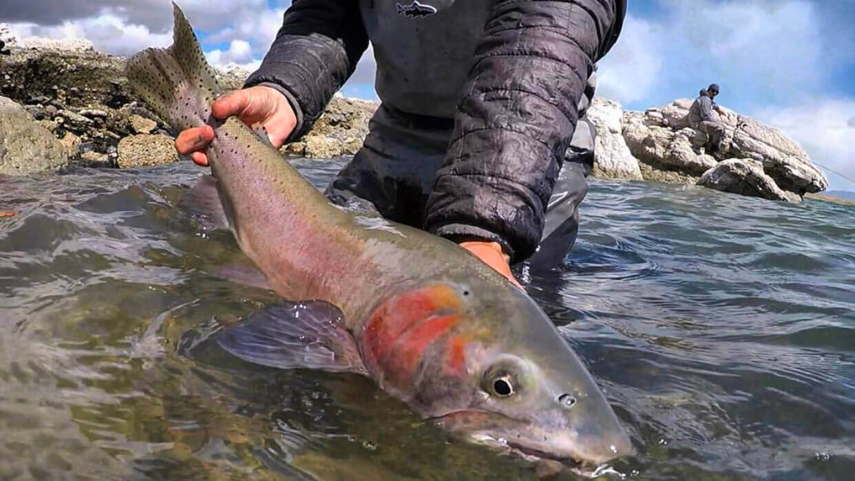 12 Icons of Nevada | Nevada State Symbols | Travel Nevada