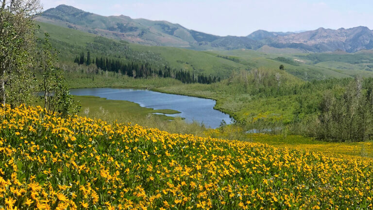 Jarbidge, NV | Off-Road Jarbidge Wilderness | Nevada Ghost Towns