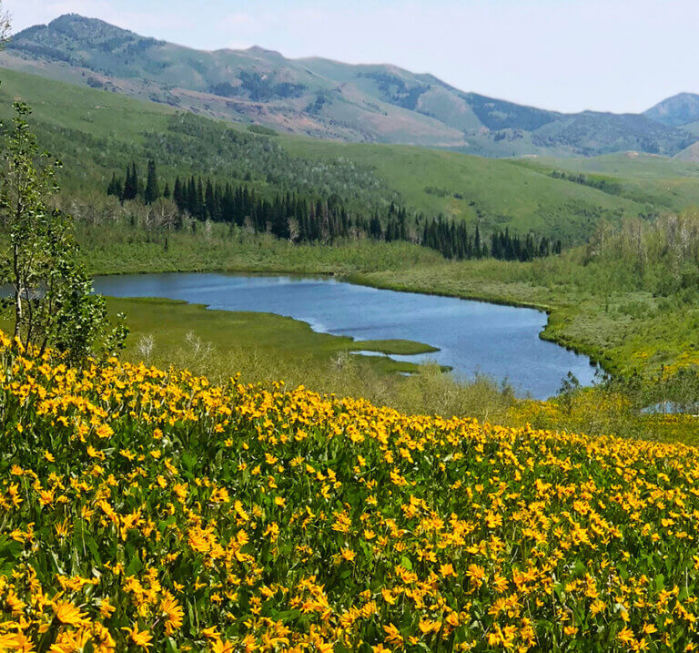 Jarbidge Nevada | Jarbidge Wilderness Area | Jarbidge History