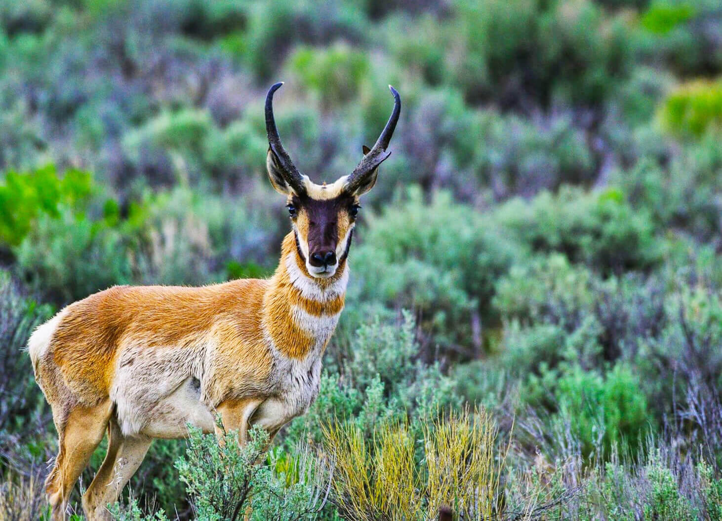 Denio Nevada | Denio Junction | Diamond Inn Bar Denio NV