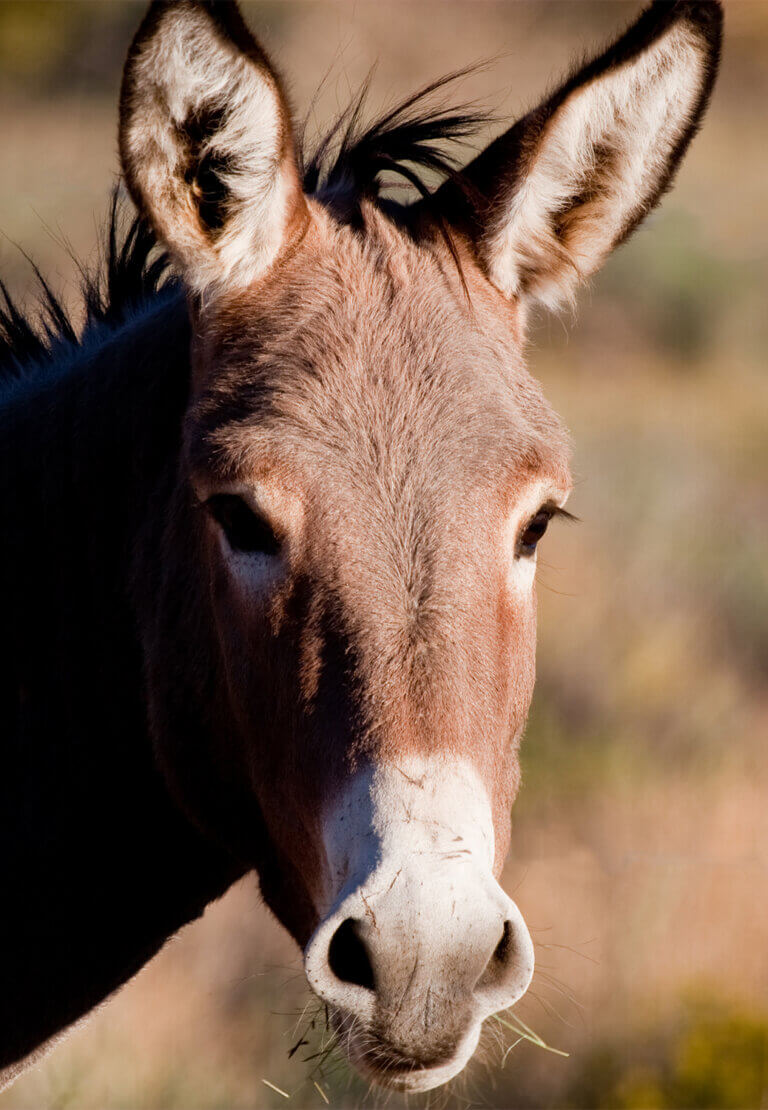 Wild Burros: Saucy Symbols of the Silver State