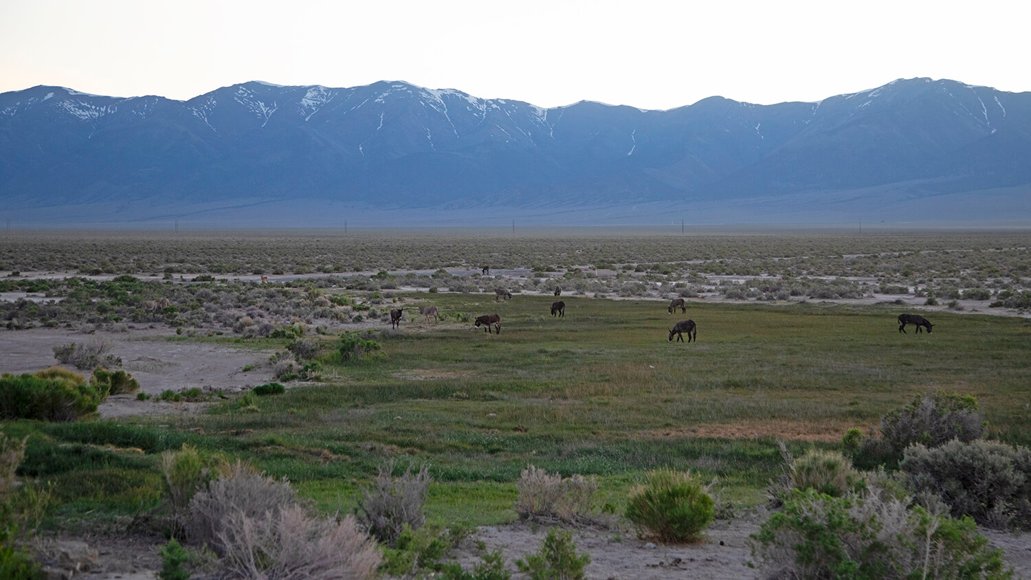 Wild Burros: Saucy Symbols of the Silver State