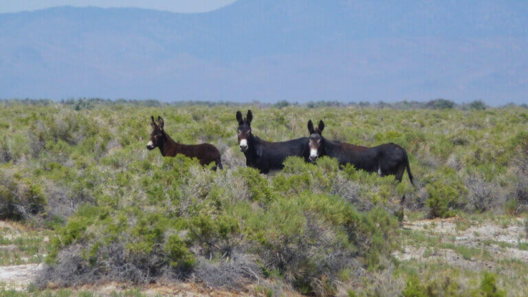 Wild Burros: Saucy Symbols of the Silver State