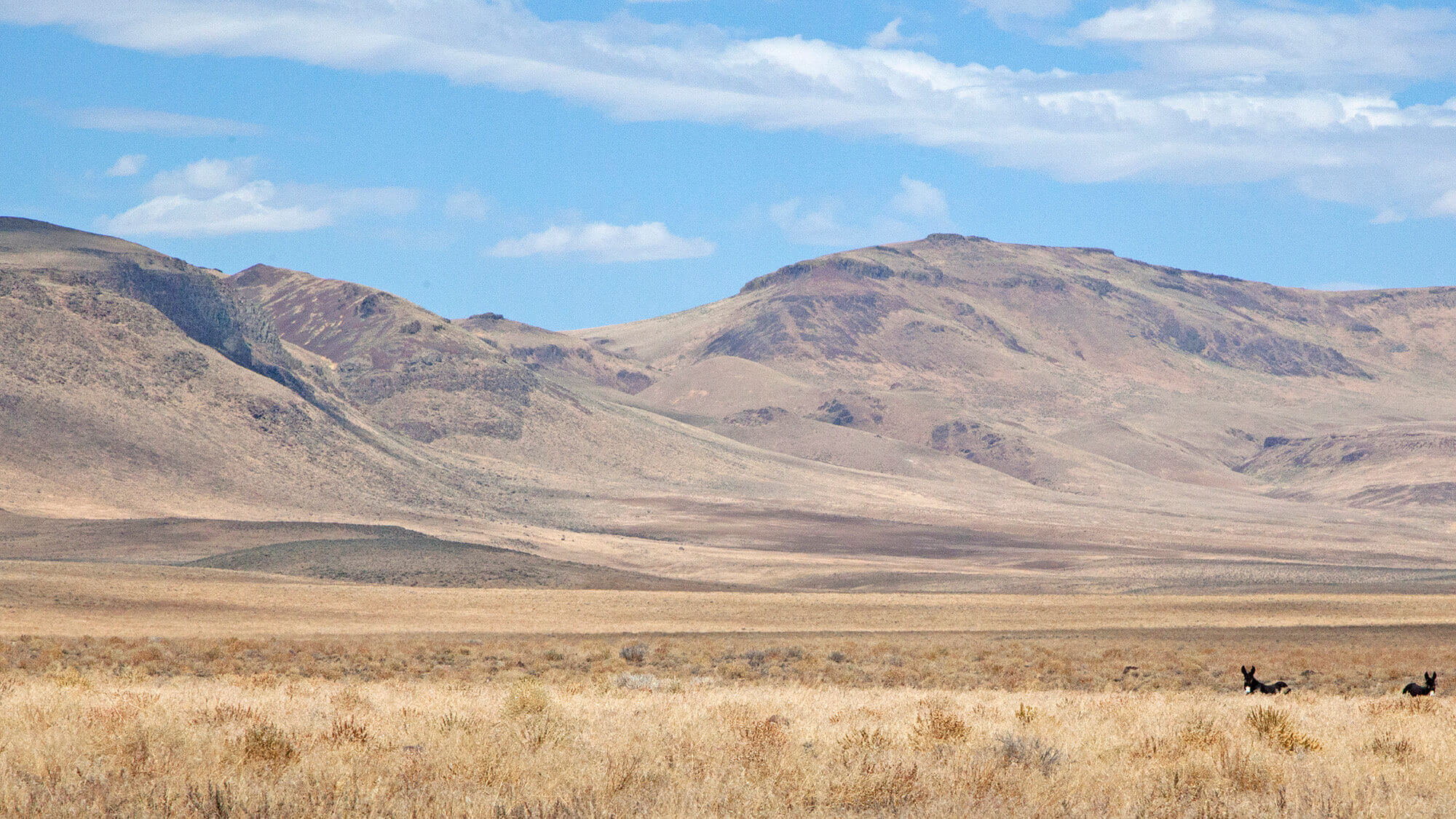 Wild Burros: Saucy Symbols of the Silver State