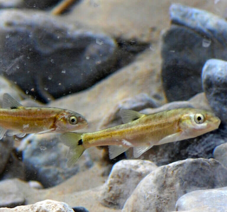 Moapa Valley Nevada | Moapa NV | Lost City Nevada