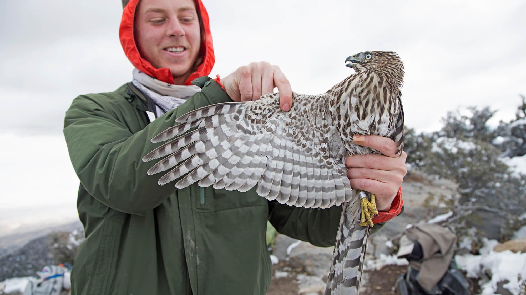 HawkWatch International | Goshute Raptor & Apex Predators