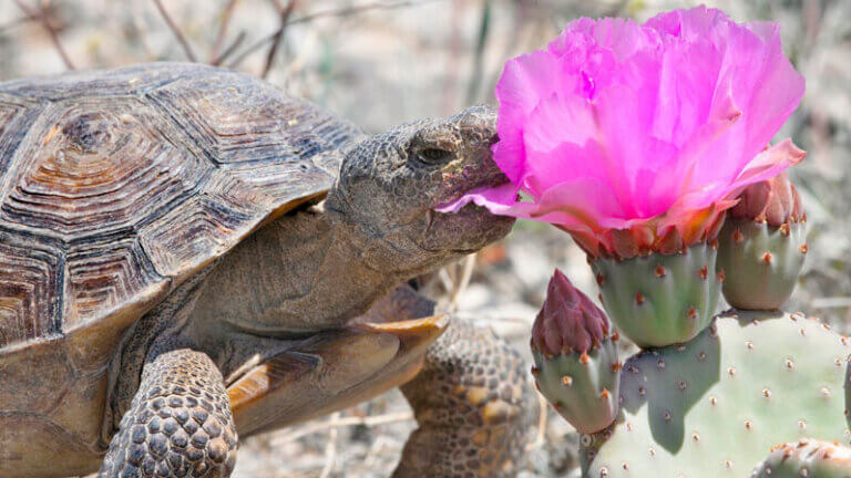 Nevada Wildlife Photography | Nevada Wildlife