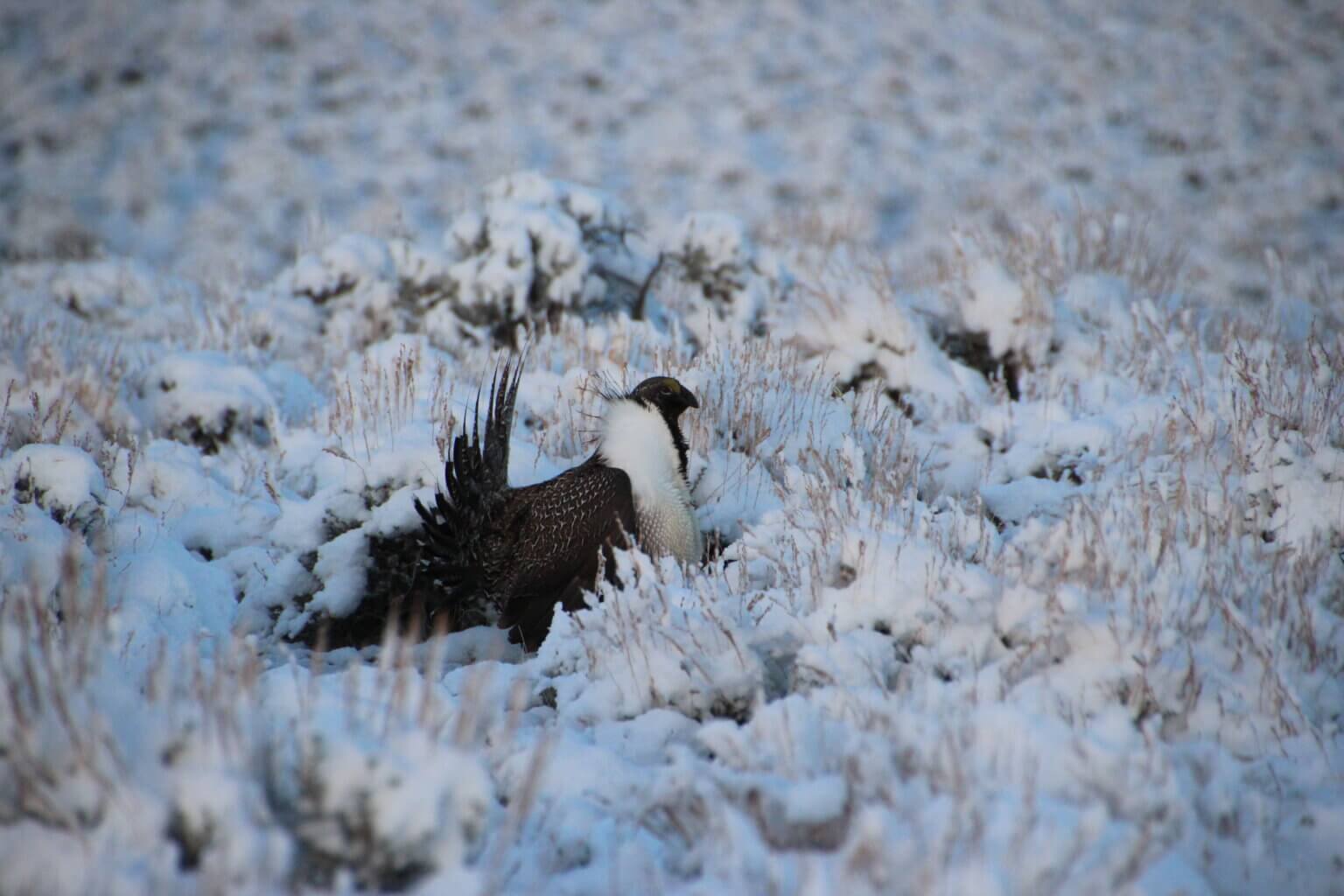 Nevada's Best Birding | Birding in Nevada | Travel Nevada