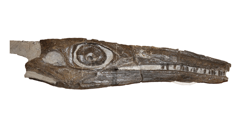 Discovering the Ichthyosaur | Nevada Museum of Art | Reno, NV