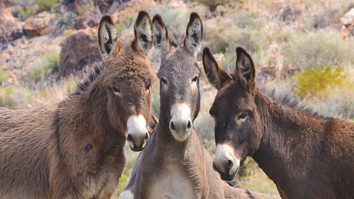 Wildlife in Nevada | Nevada Animals | Wildlife Refuges