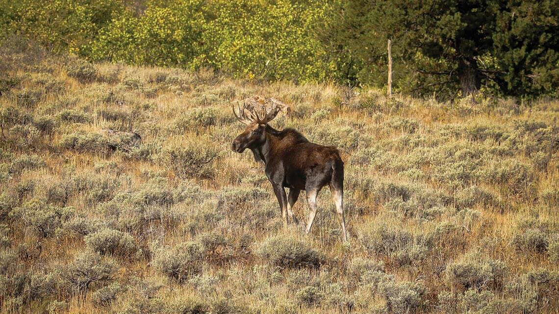 Finding Wild Friends: Where to View Nevada’s Animal Kingdom