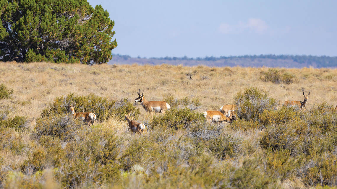 Finding Wild Friends: Where to View Nevada’s Animal Kingdom