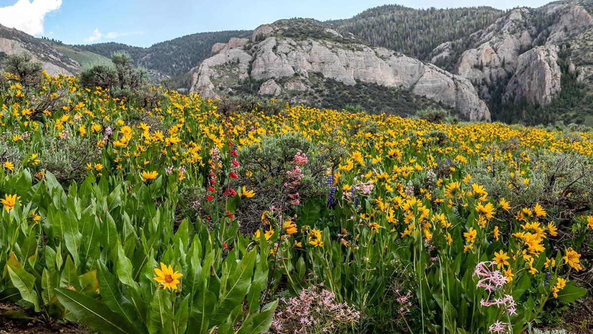 Wildflowers: Chasing Blooms Across Nevada | NV Flowers