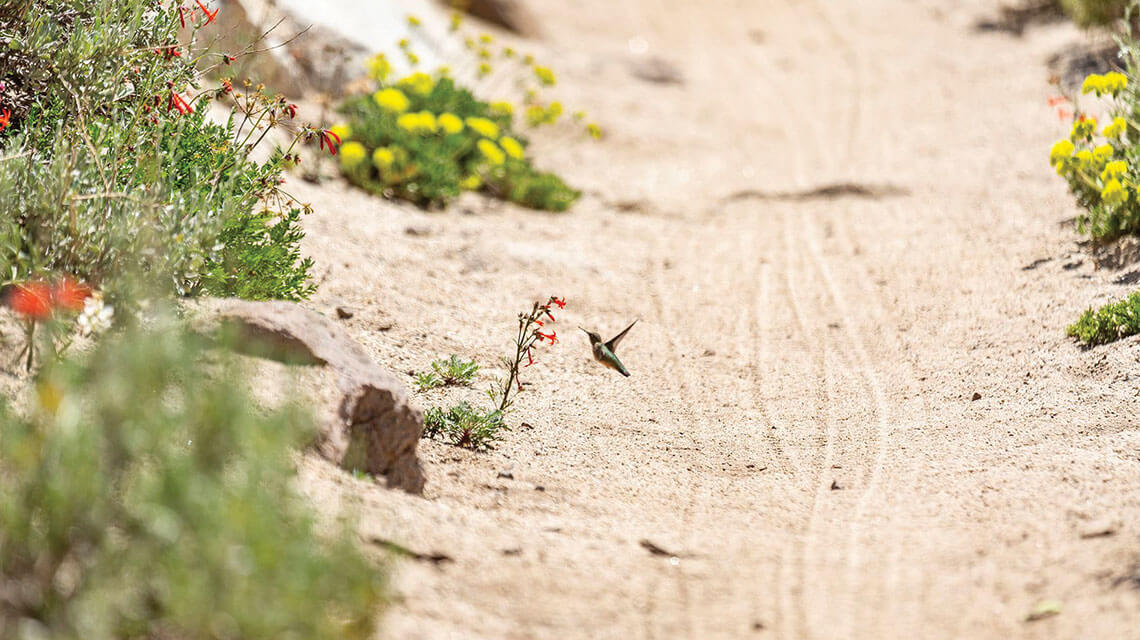 Wildflowers: Chasing Blooms Across Nevada | NV Flowers