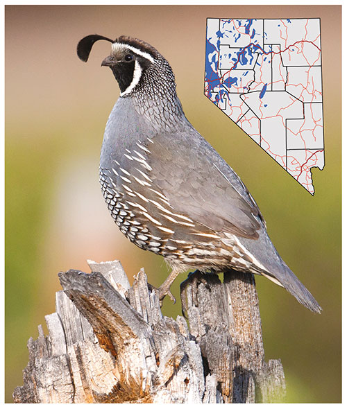 Finding Feathers - Travel Nevada
