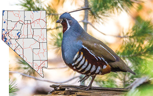 Finding Feathers - Travel Nevada