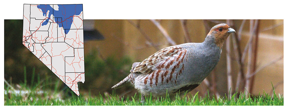 Finding Feathers - Travel Nevada