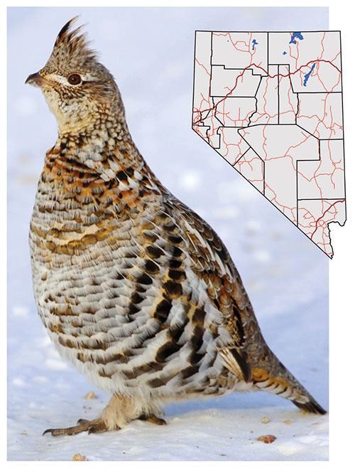 Finding Feathers - Travel Nevada