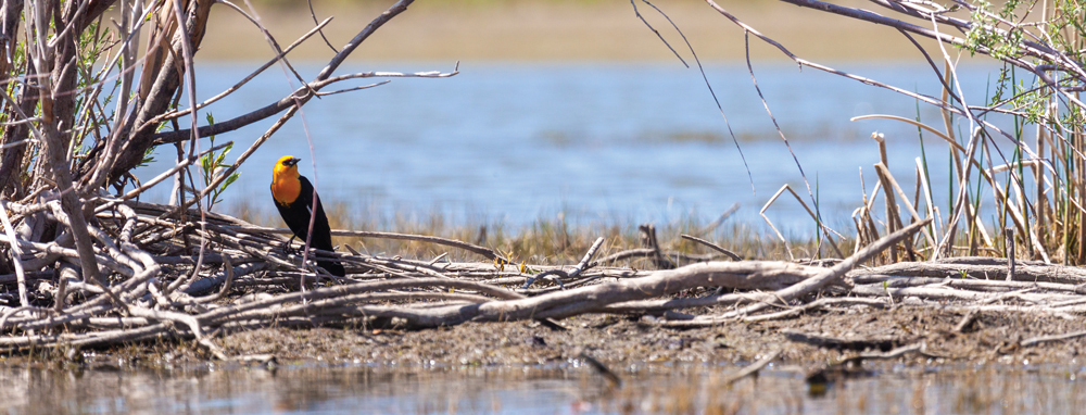 Find Your Flock - Travel Nevada