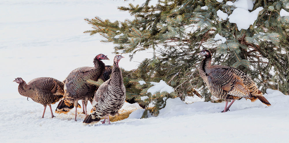 Finding Feathers - Travel Nevada