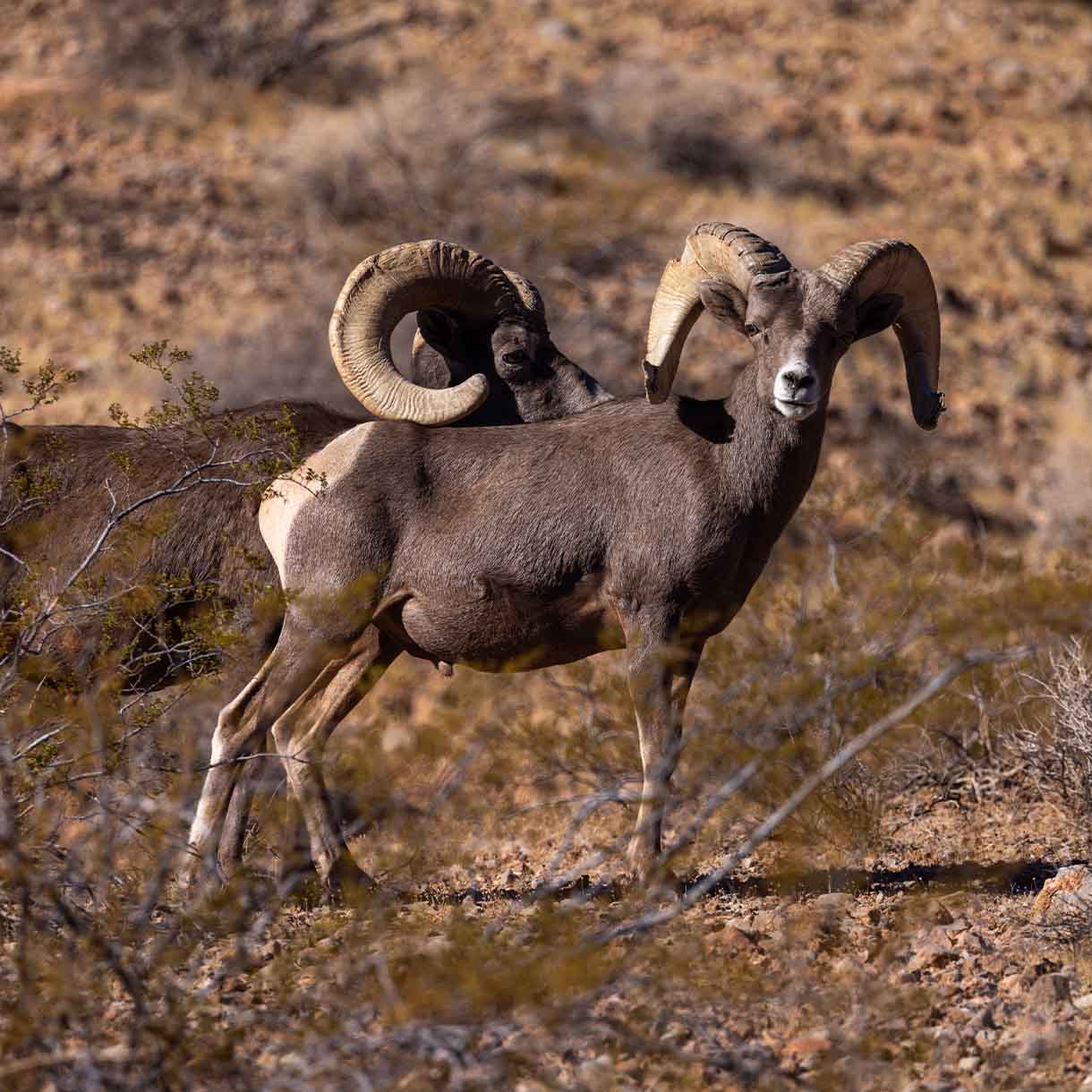 Nevada Family Activities | Things to Do in Nevada with Kids